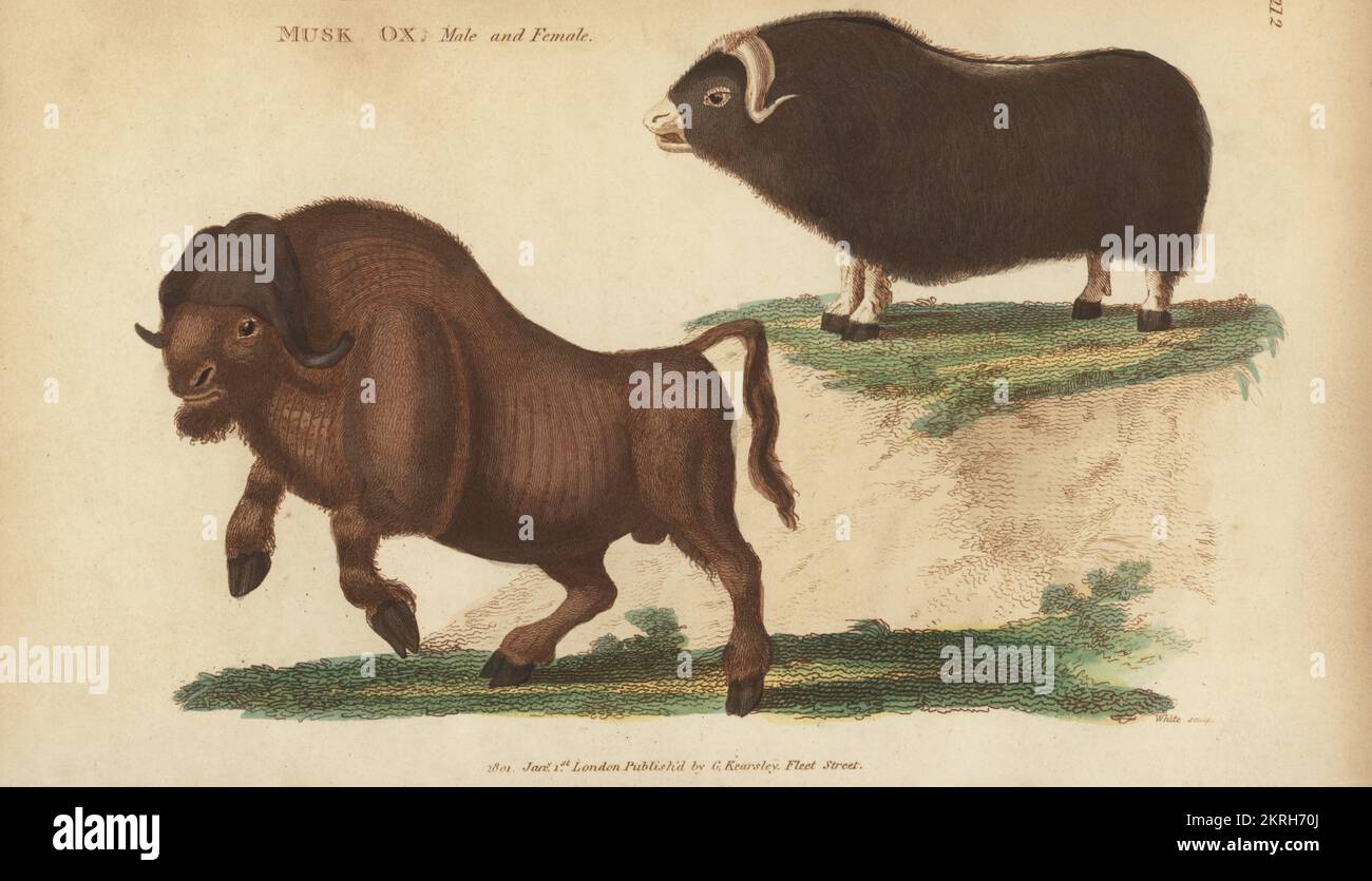 Muskox, Ovibos moschatus, male bull and female cow. Musk ox, Bos ...