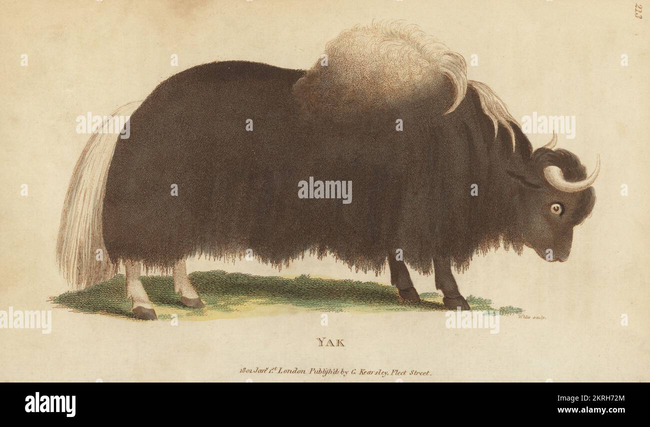 Yak, Bos grunniens. Yak of Tartary, Soora Goy in Hindostan ...