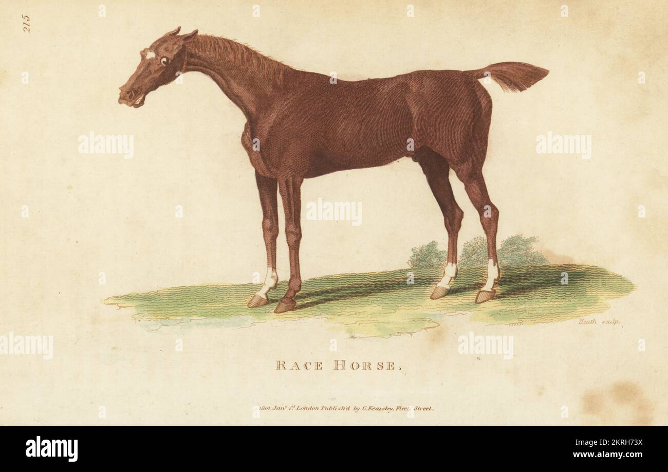 Race horse or thoroughbred Arabian, Equus ferus caballus. Handcoloured ...