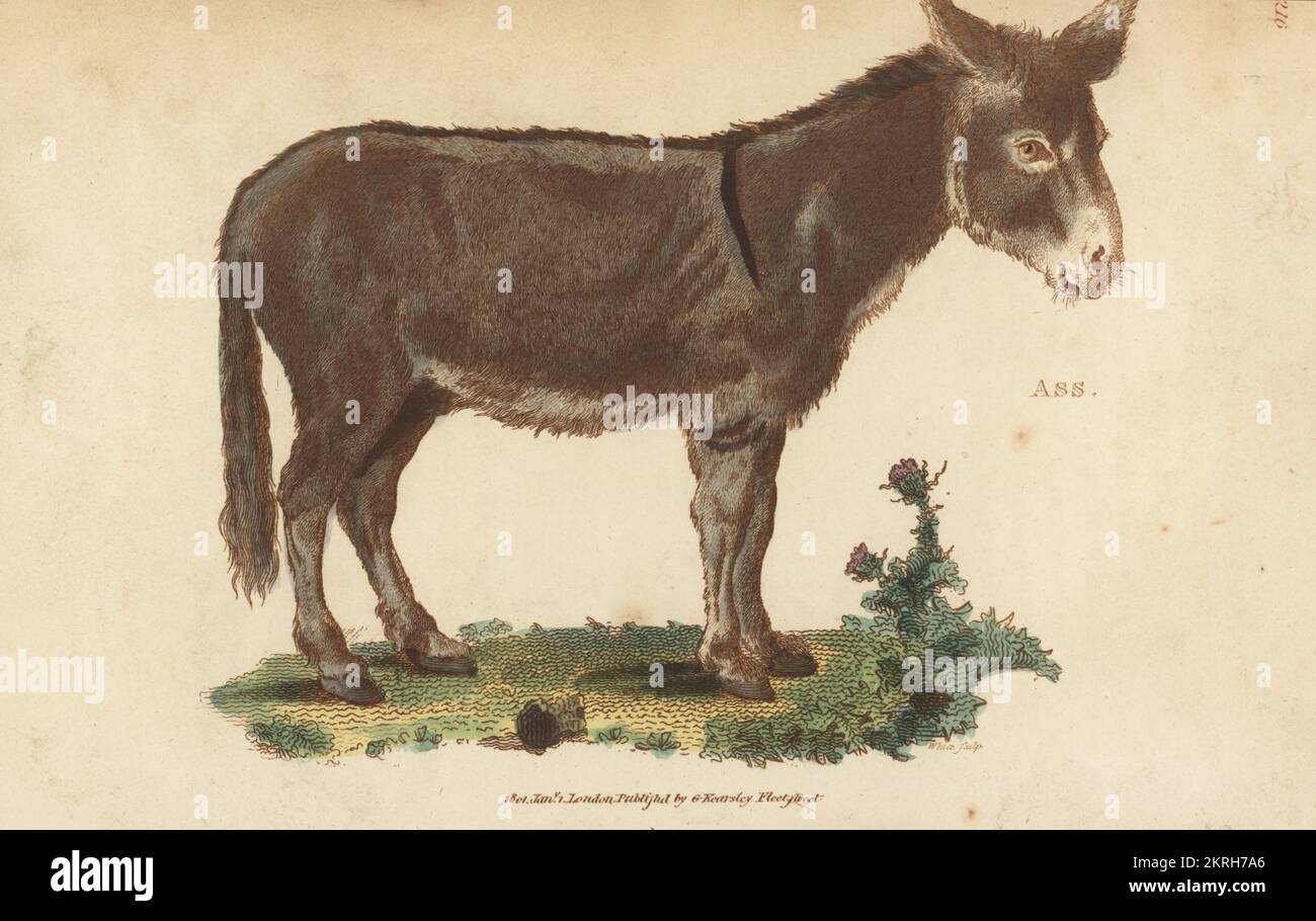 Ass or donkey, African wild ass, Equus asinus. Handcoloured copperplate ...