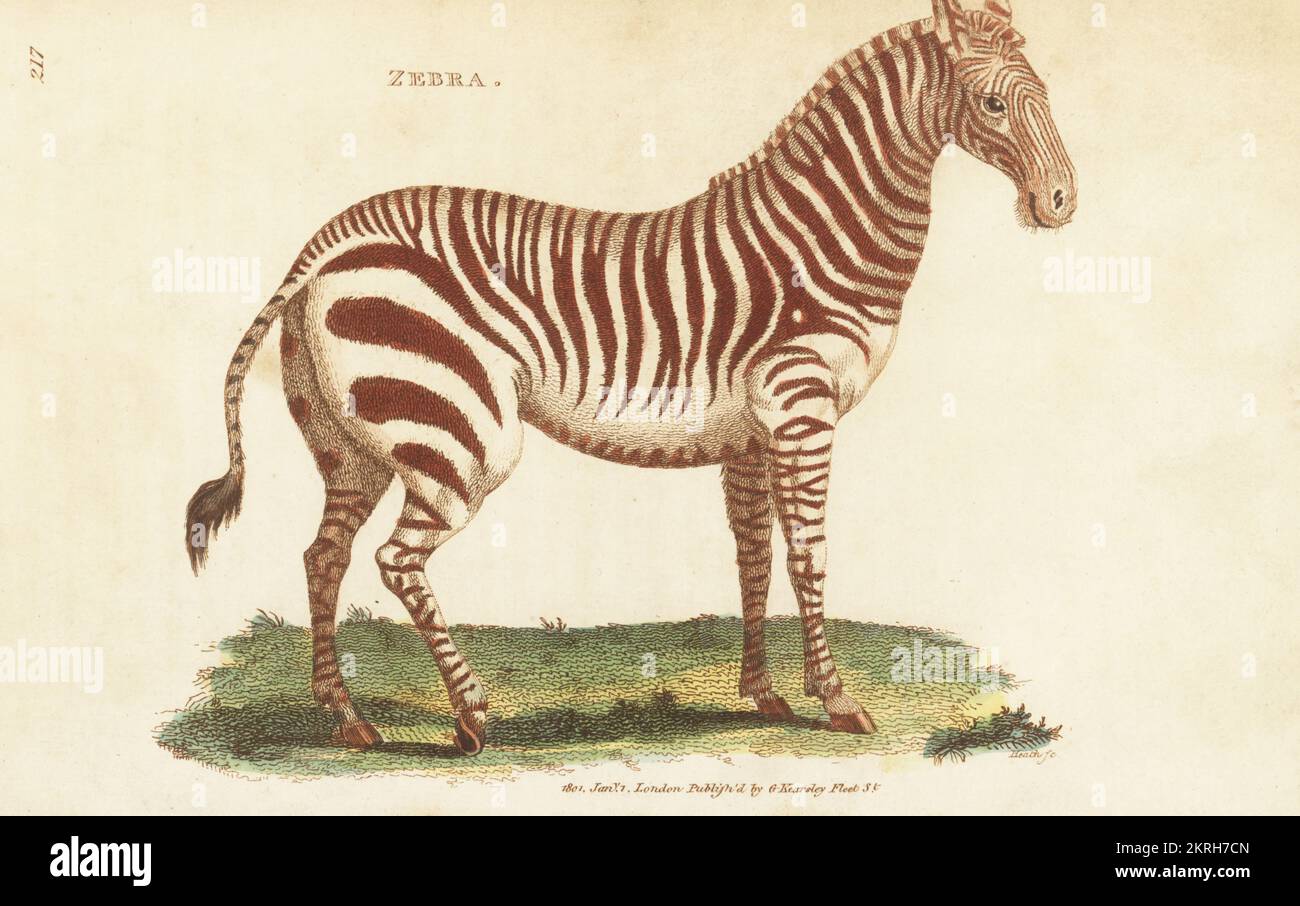 Plains zebra, Equus quagga, formerly Equus burchellii. Zebra, Equus ...