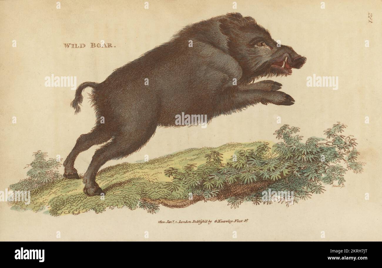 Eurasian wild pig, wild boar, Sus scrofa. Handcoloured copperplate ...