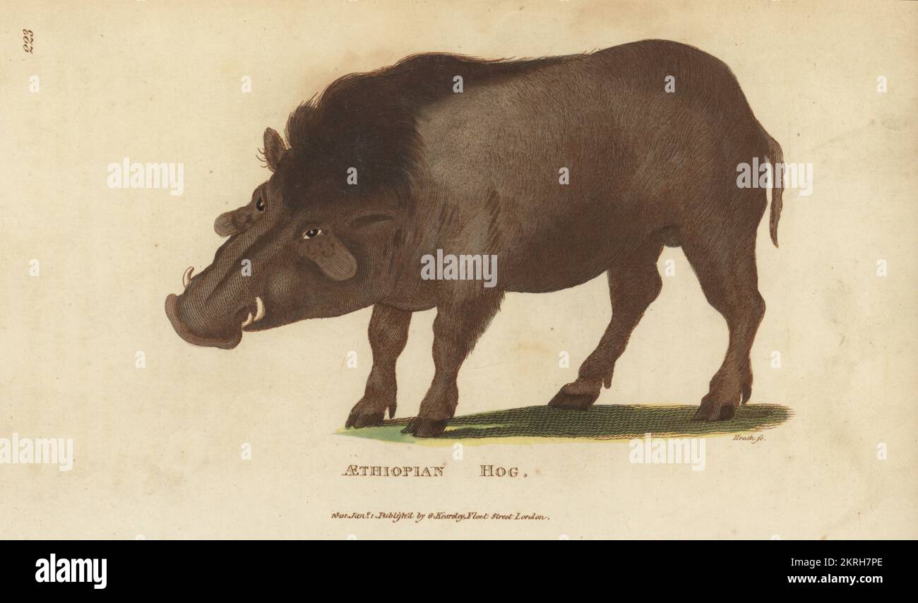 Common warthog, Phacochoerus africanus. Aethiopian or Cape hog, Sus ...