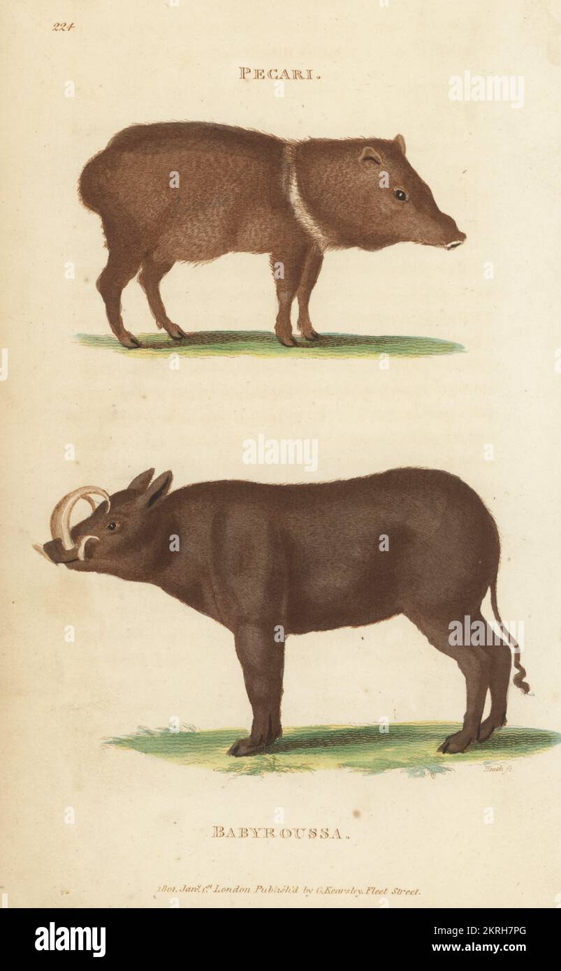 Sus babyrussa hi-res stock photography and images - Alamy