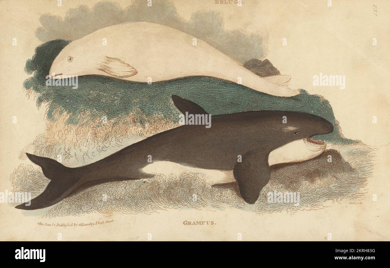 Beluga whale, Delphinapterus leucas, and orca or killer whale, Orcinus ...