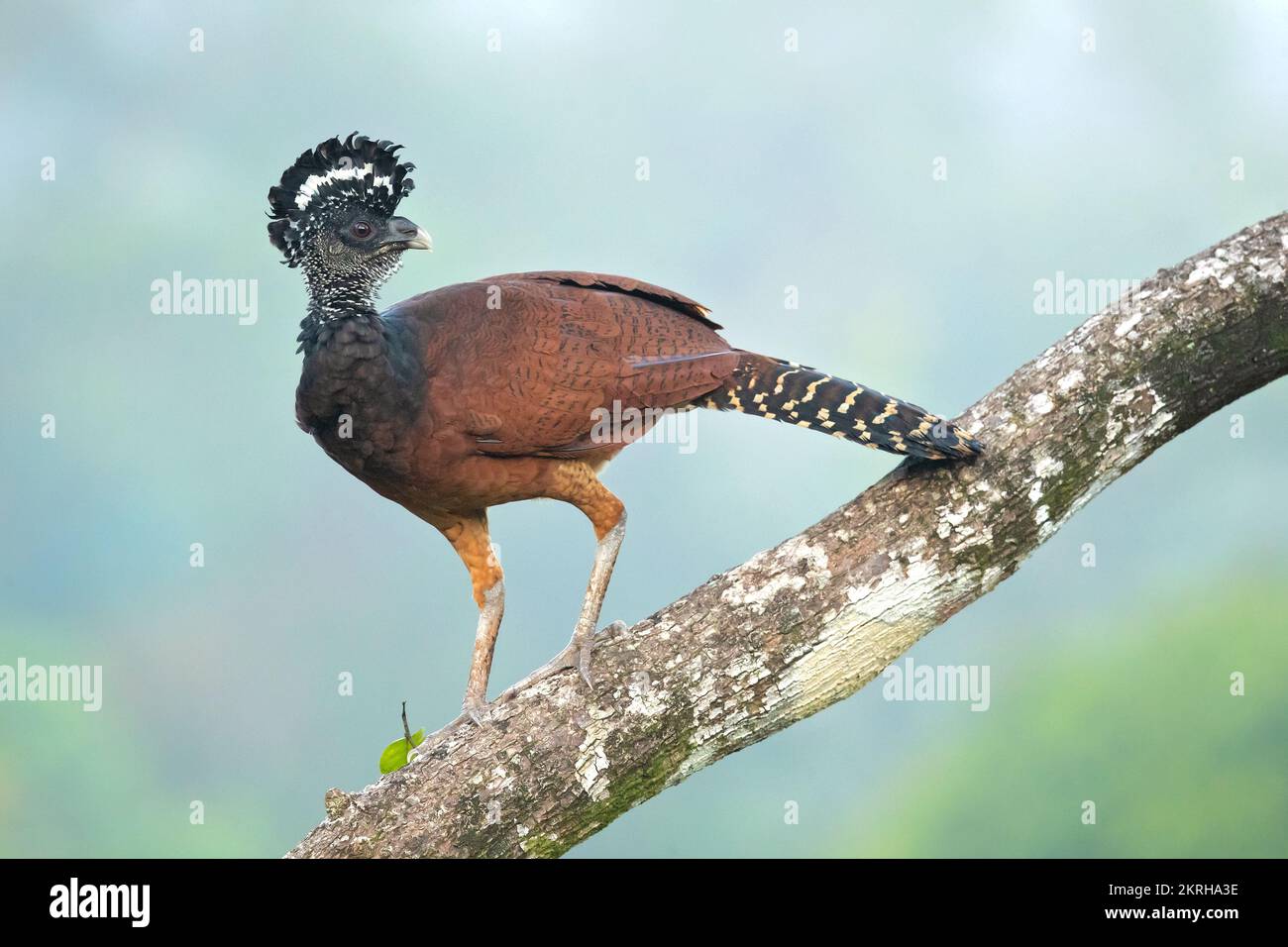 Great curassow (Crax rubra) is a large, pheasant-like bird from the ...