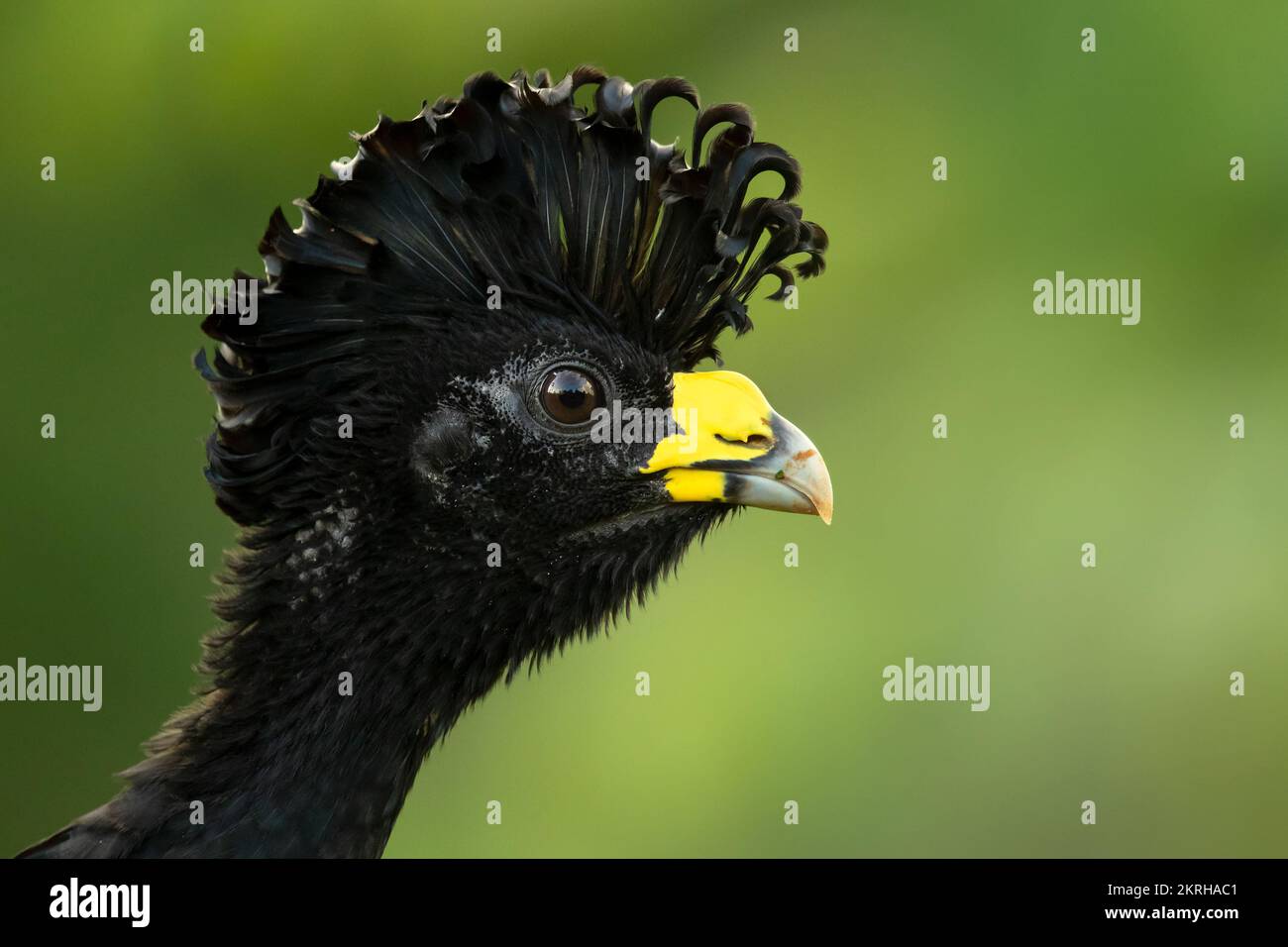 Great curassow (Crax rubra) is a large, pheasant-like bird from the ...