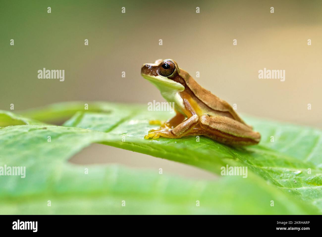 Dendropsophus ebraccatus, also known as the hourglass treefrog ...