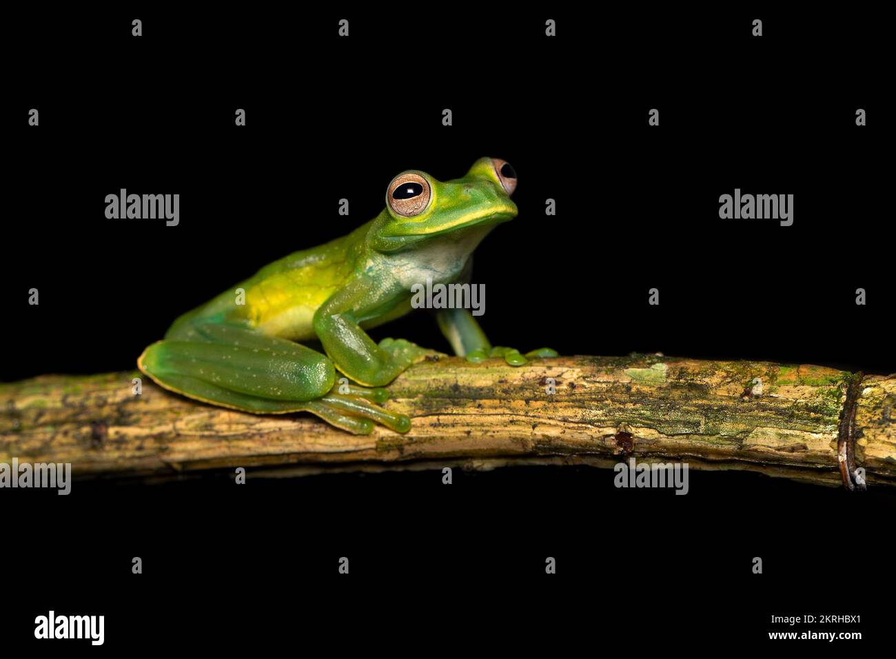 Frog pose hi-res stock photography and images - Alamy