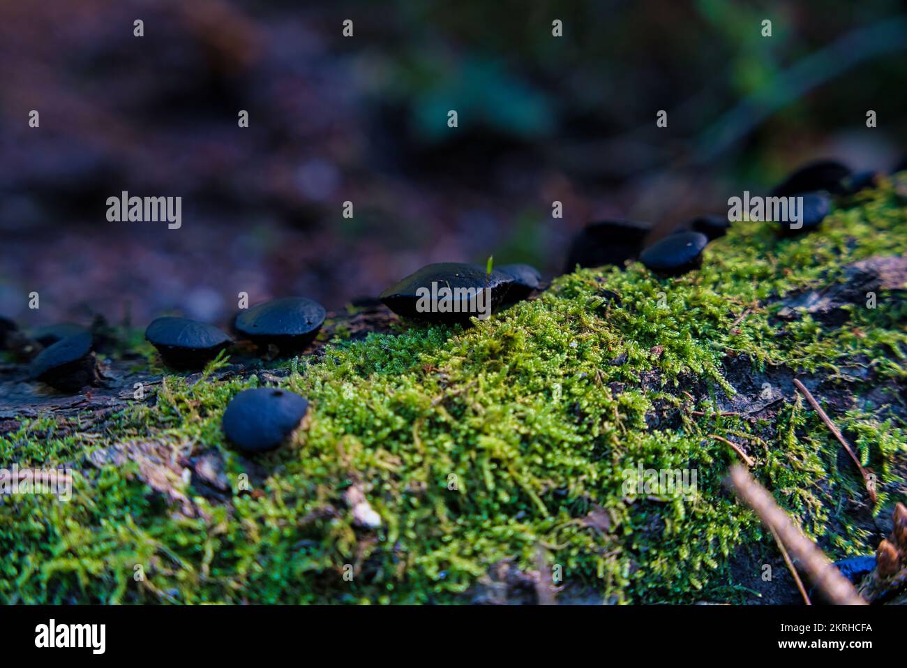 Black Bulgar fungi, Bulgaria inquinans or Phaeobulgaria Inquinans on a ...