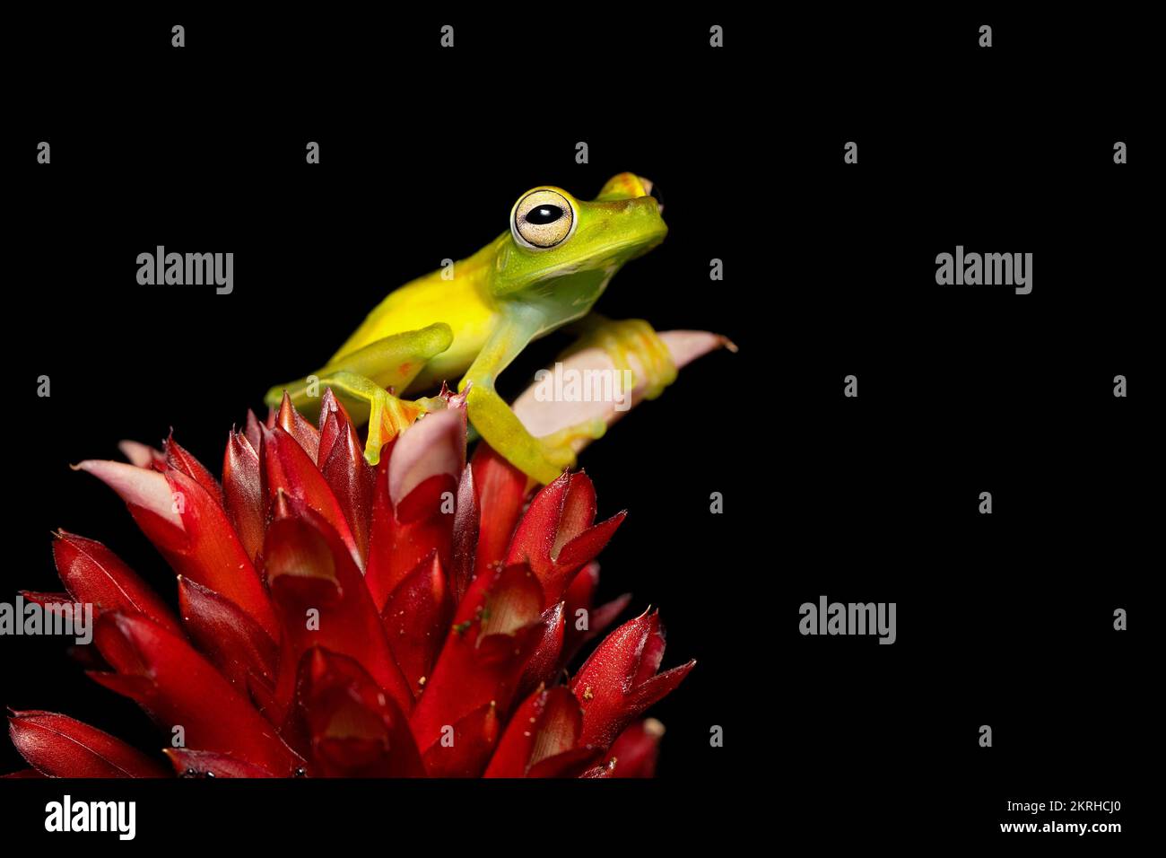 Canal zone tree frog hi-res stock photography and images - Alamy