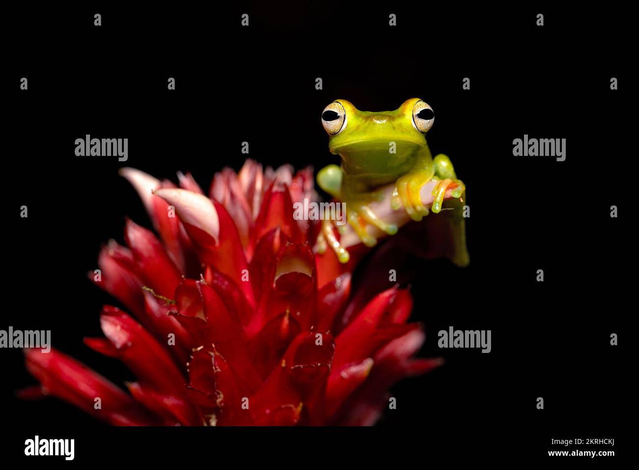 Canal zone tree frog hi-res stock photography and images - Alamy