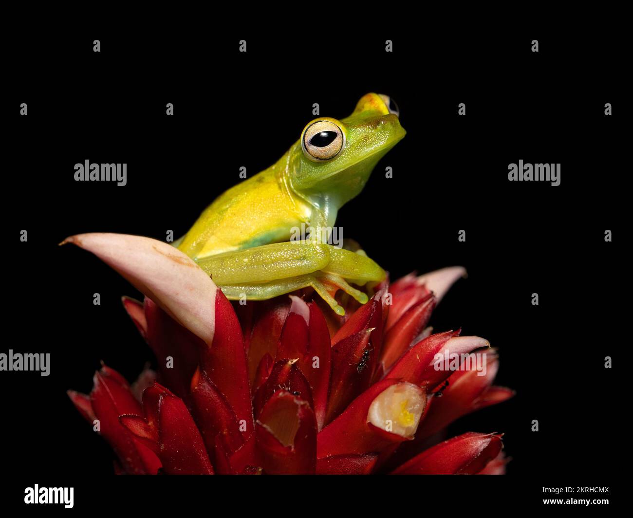 Canal Zone tree frog Stock Photo - Alamy