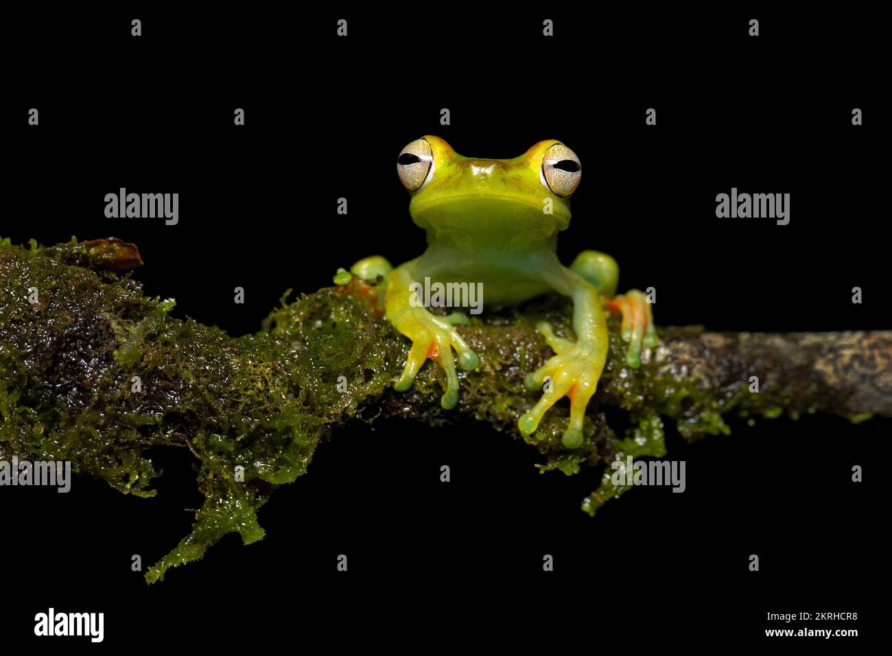 Canal Zone tree frog Stock Photo - Alamy
