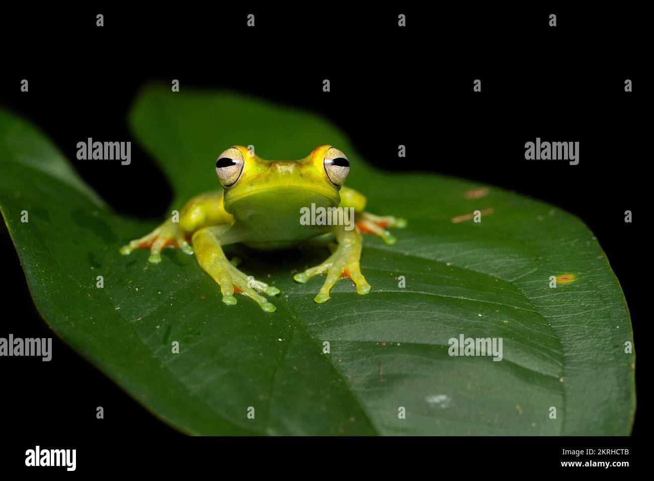 Canal zone tree frog hi-res stock photography and images - Alamy