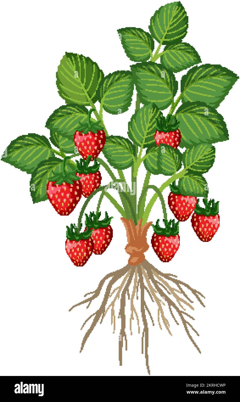 Strawberry plant isolated with root illustration Stock Vector Image ...