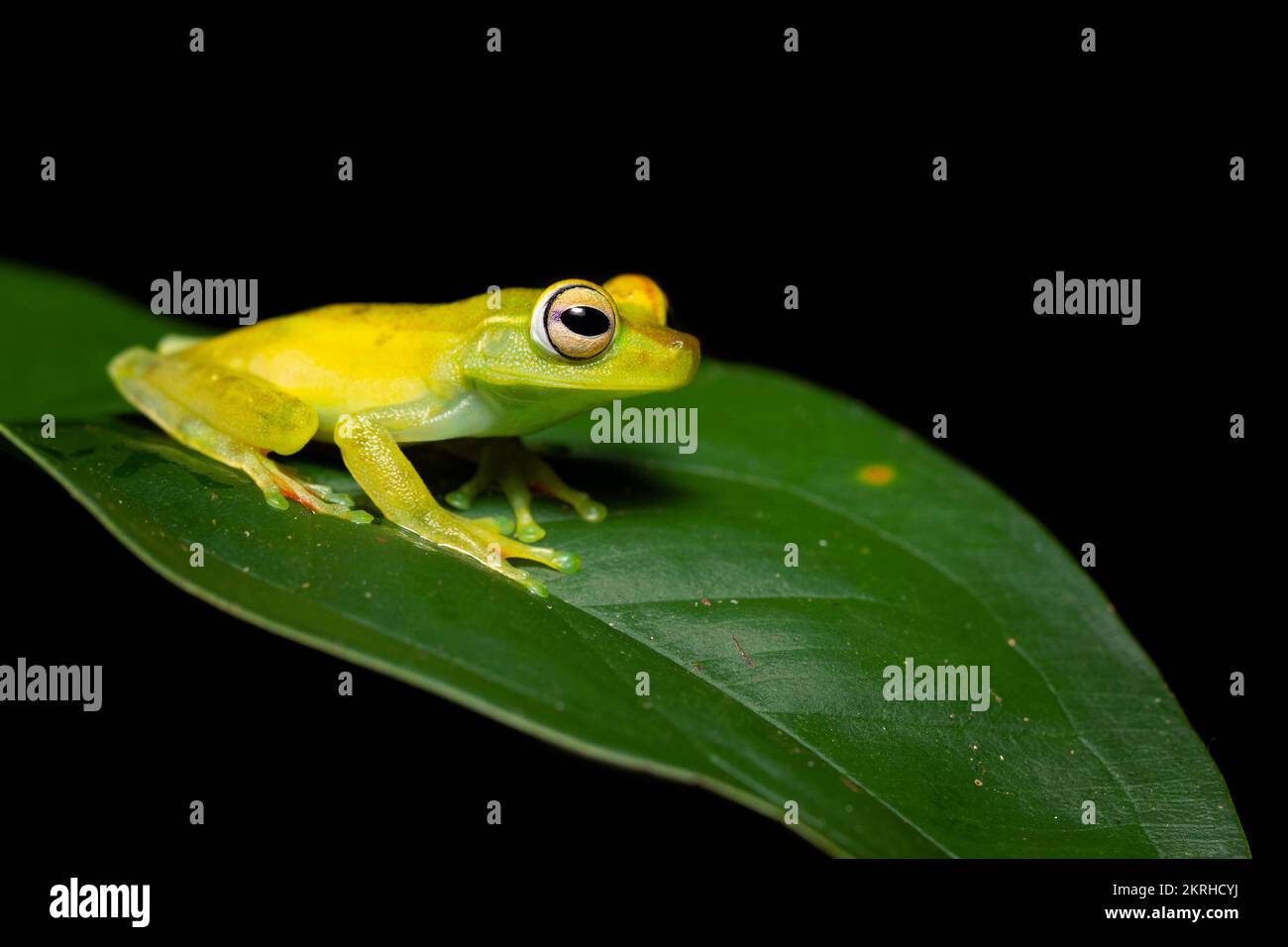 Canal Zone tree frog Stock Photo - Alamy