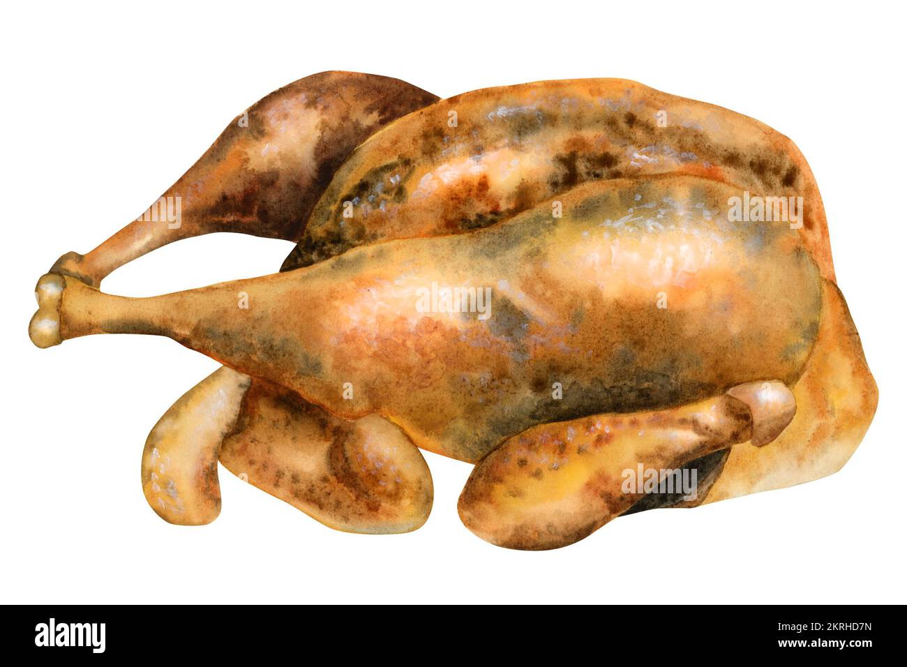 Hand drawn illustration of roasted duck. Crispy poultry meat ...