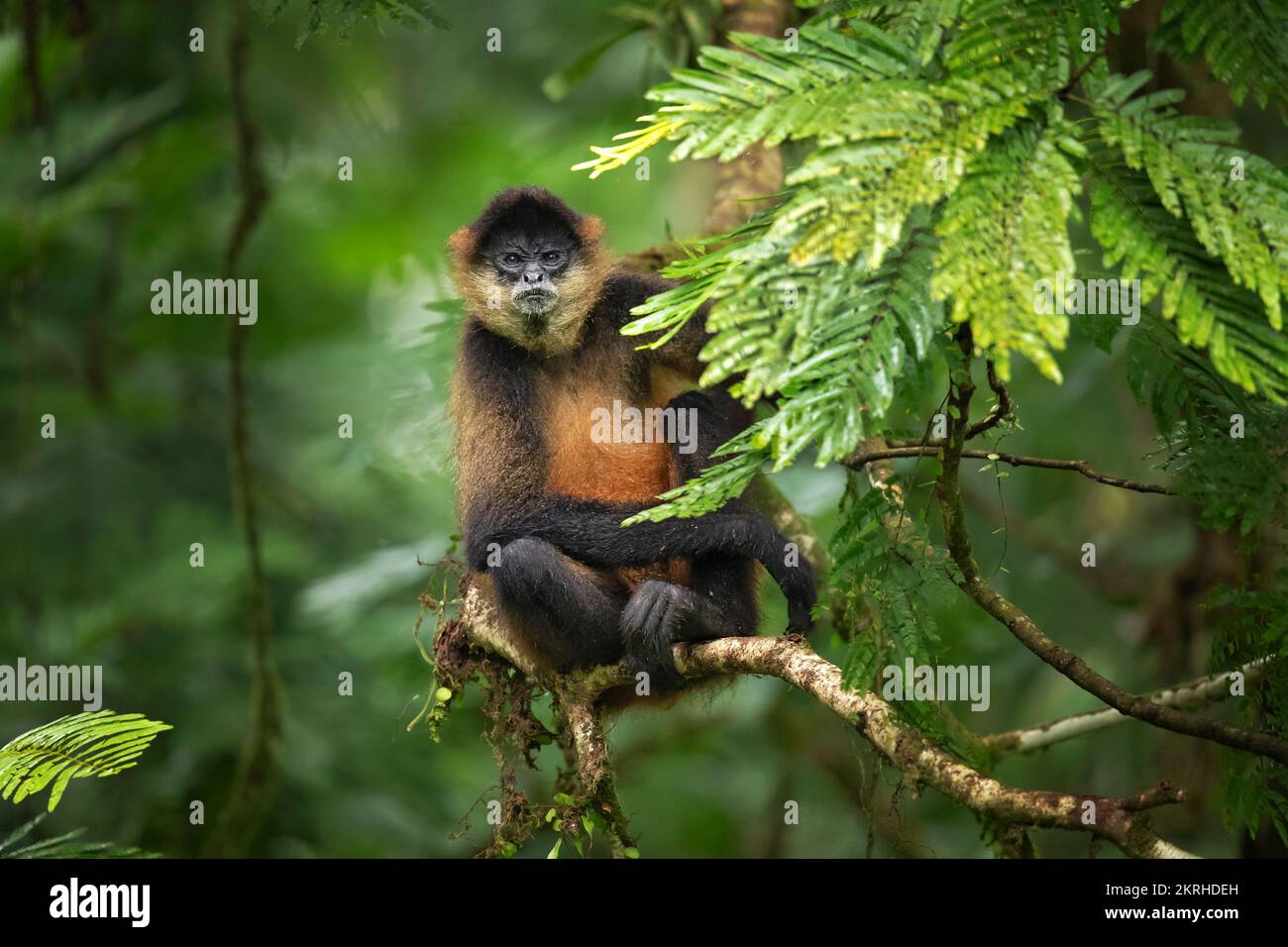 Geoffroy S Spider Monkey Geoffroy's Spider Monkey, ATELES GEOFFROYI