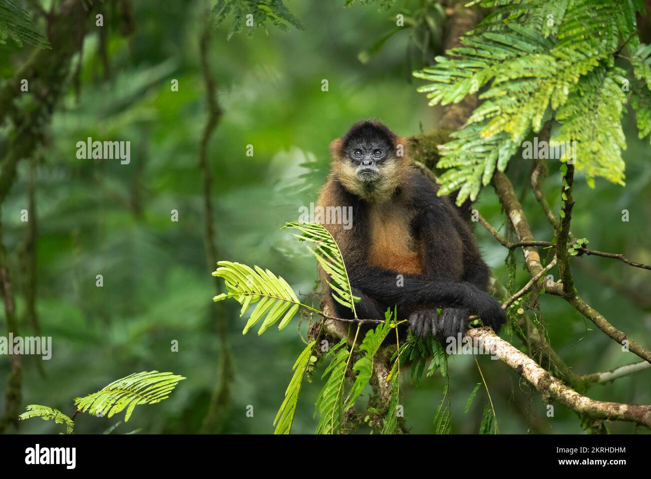 Geoffroy's spider monkey Stock Photo - Alamy