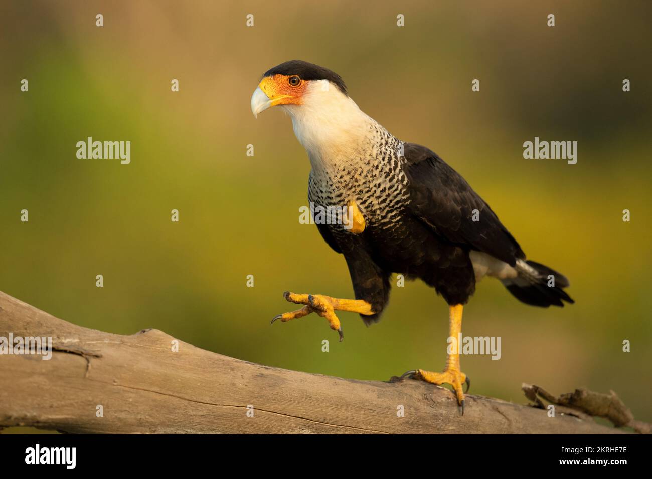 Walking caracara hi-res stock photography and images - Alamy