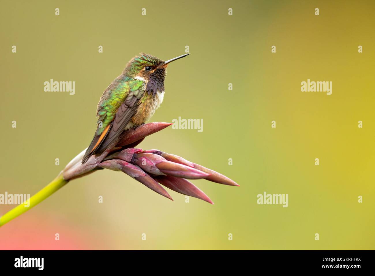 Volcano hummingbird hi-res stock photography and images - Alamy