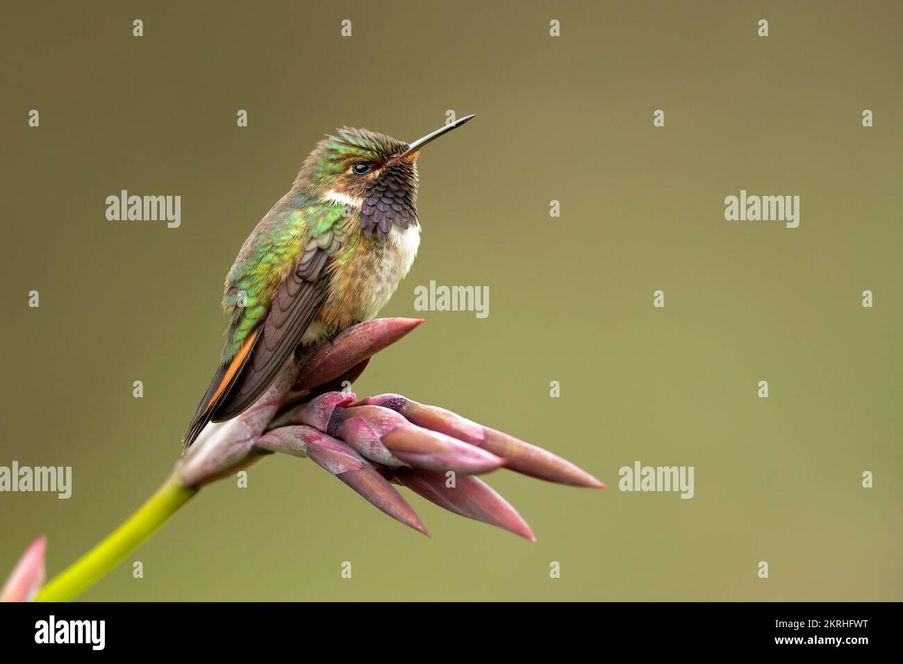 Hummingbirds of panama hi-res stock photography and images - Alamy