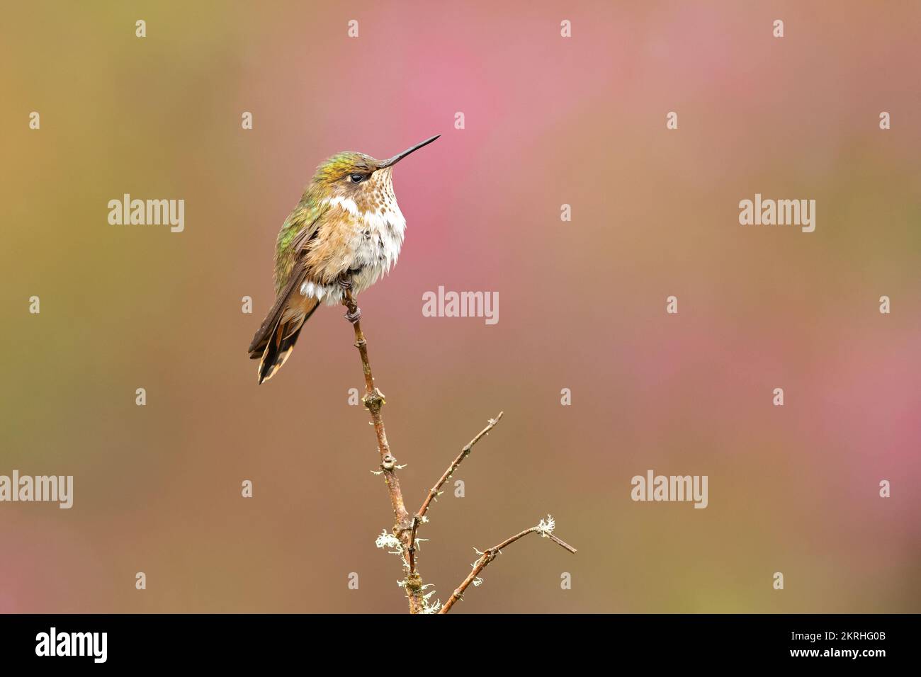 Panama avifauna hi-res stock photography and images - Alamy