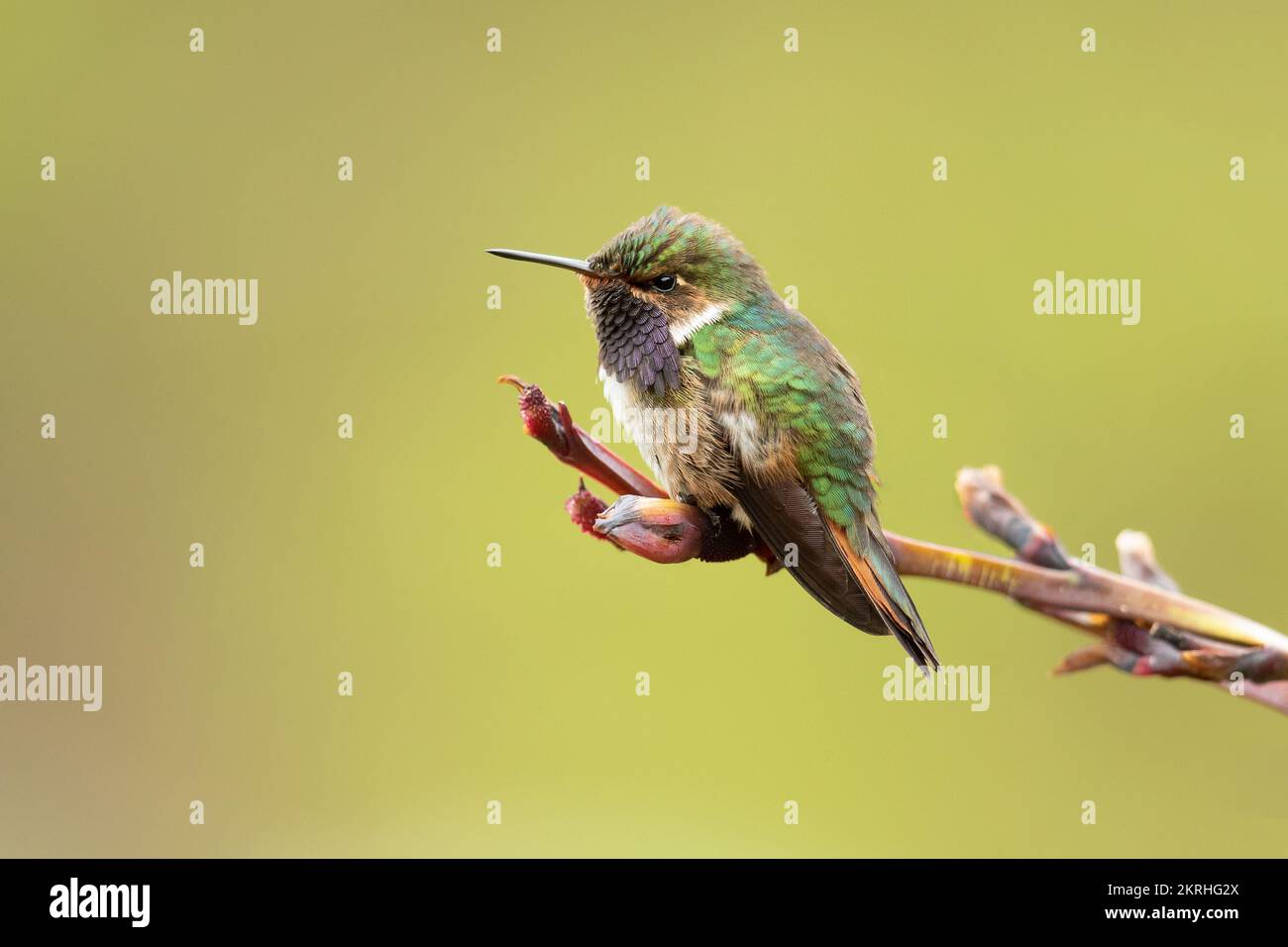 Volcano hummingbird hi-res stock photography and images - Alamy