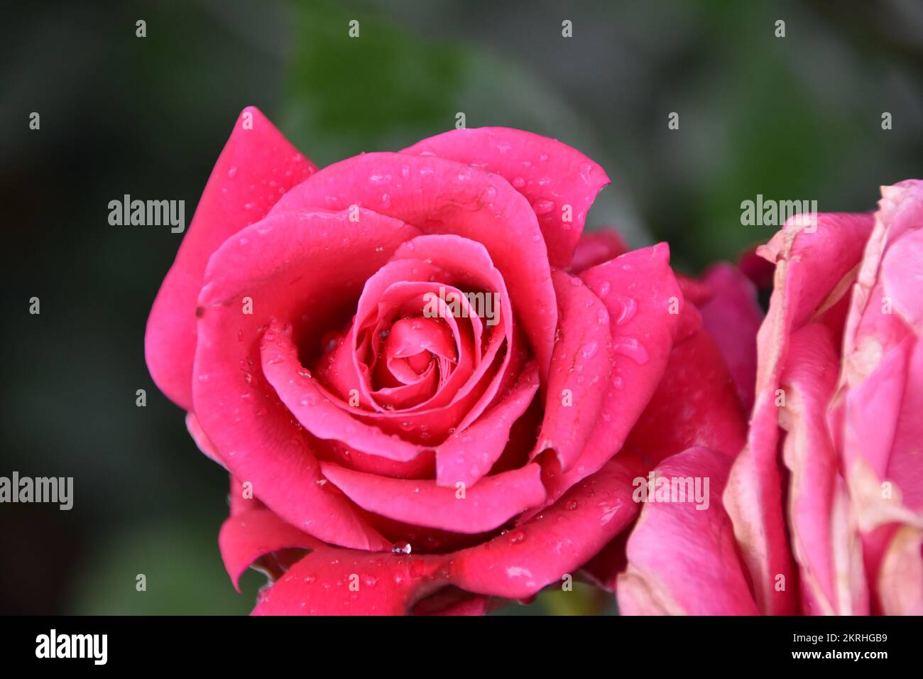 Rose full plant hi-res stock photography and images - Alamy