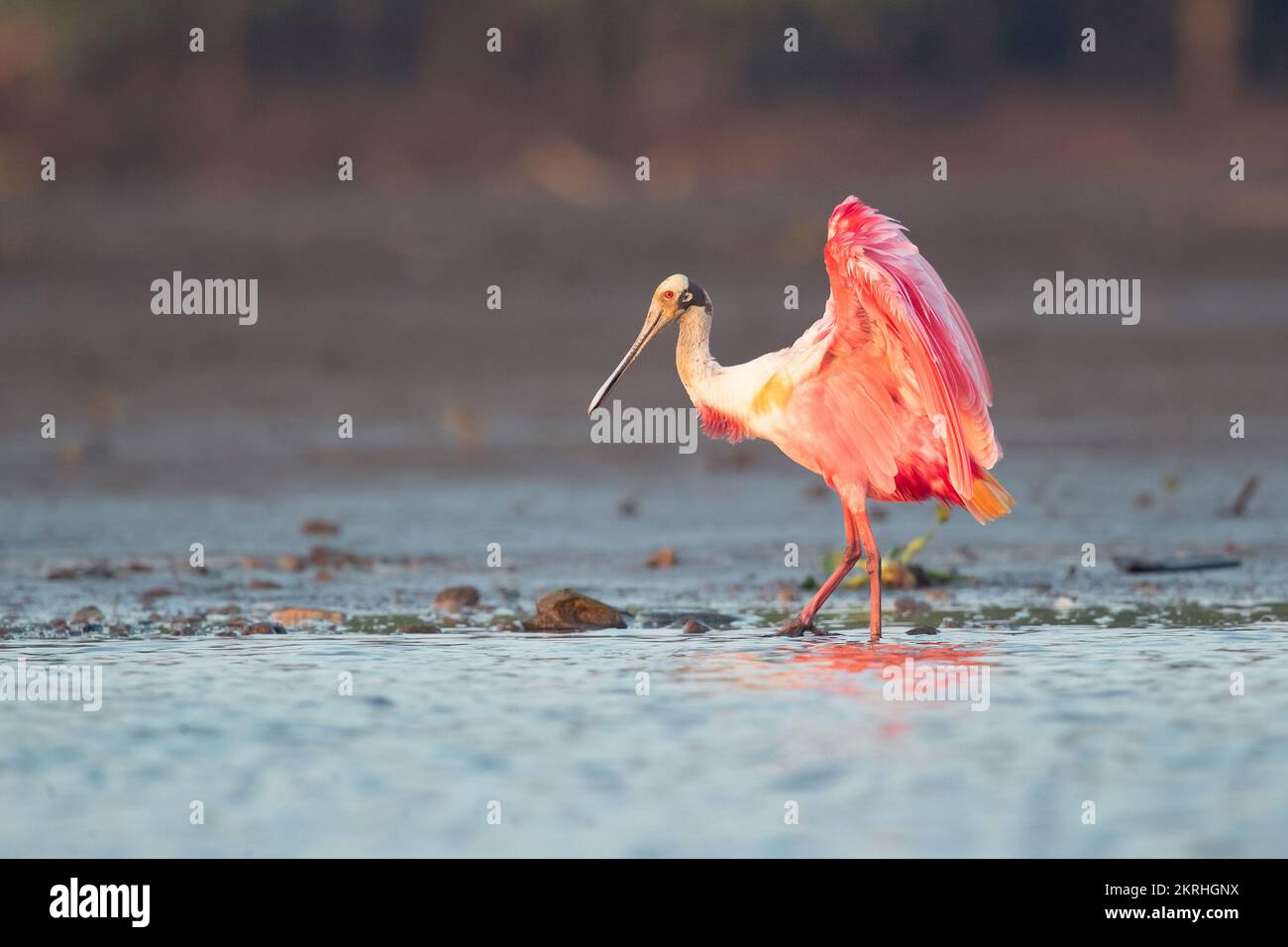 Species roseate spoonbill hi-res stock photography and images - Alamy