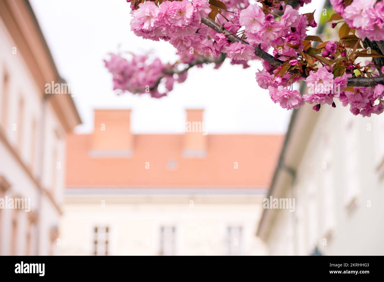 Blooming sakura branch against old city building Stock Photo - Alamy