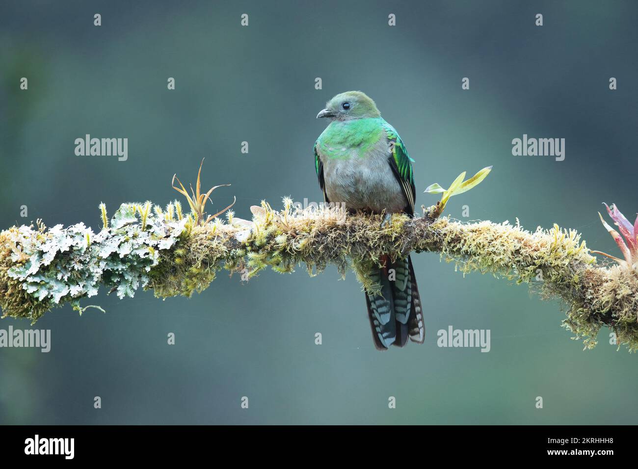 Quetzal guatemala hi-res stock photography and images - Alamy