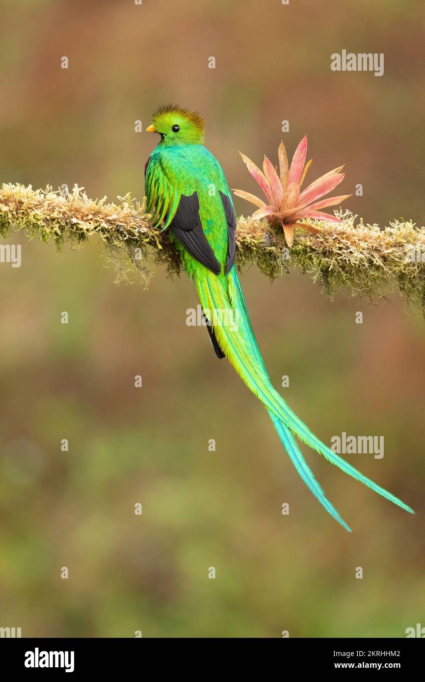 Quetzal feathers hi-res stock photography and images - Alamy