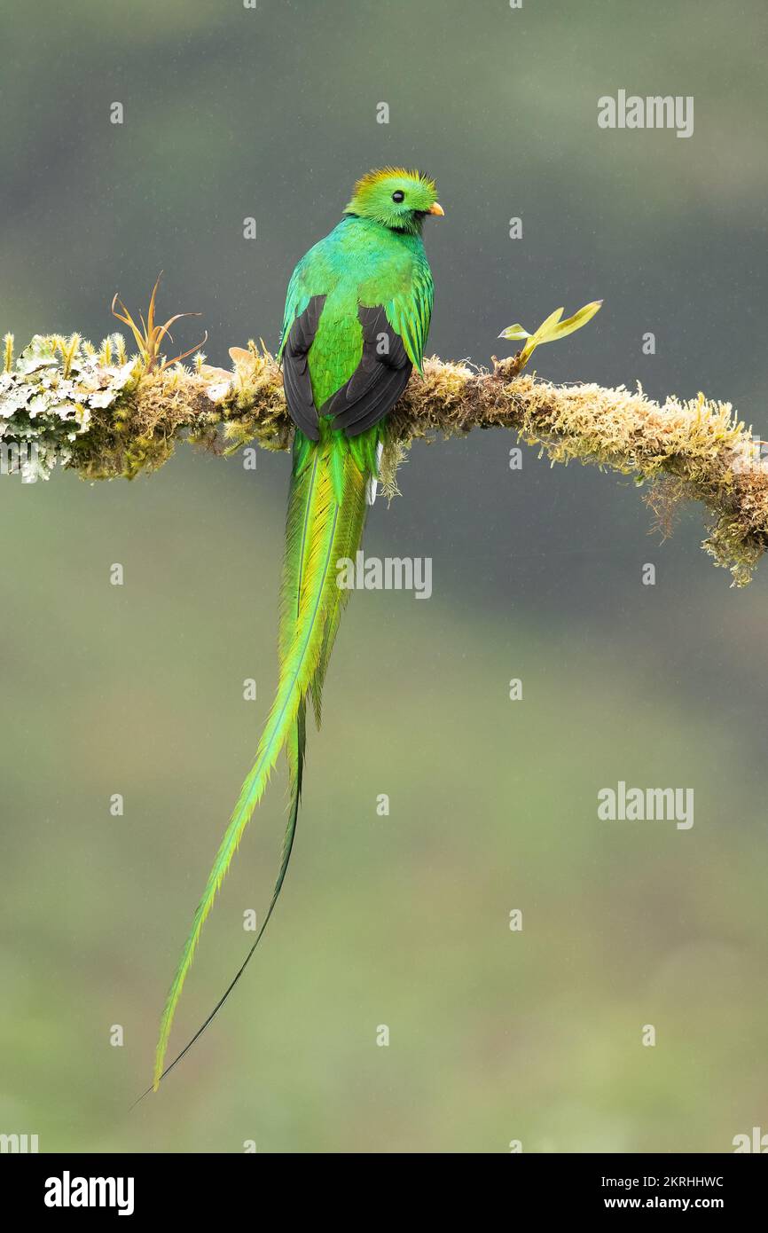 Quetzal Bird Feathers