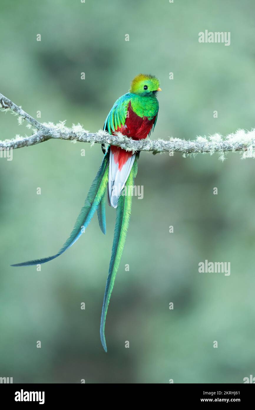 Quetzal feathers hi-res stock photography and images - Alamy