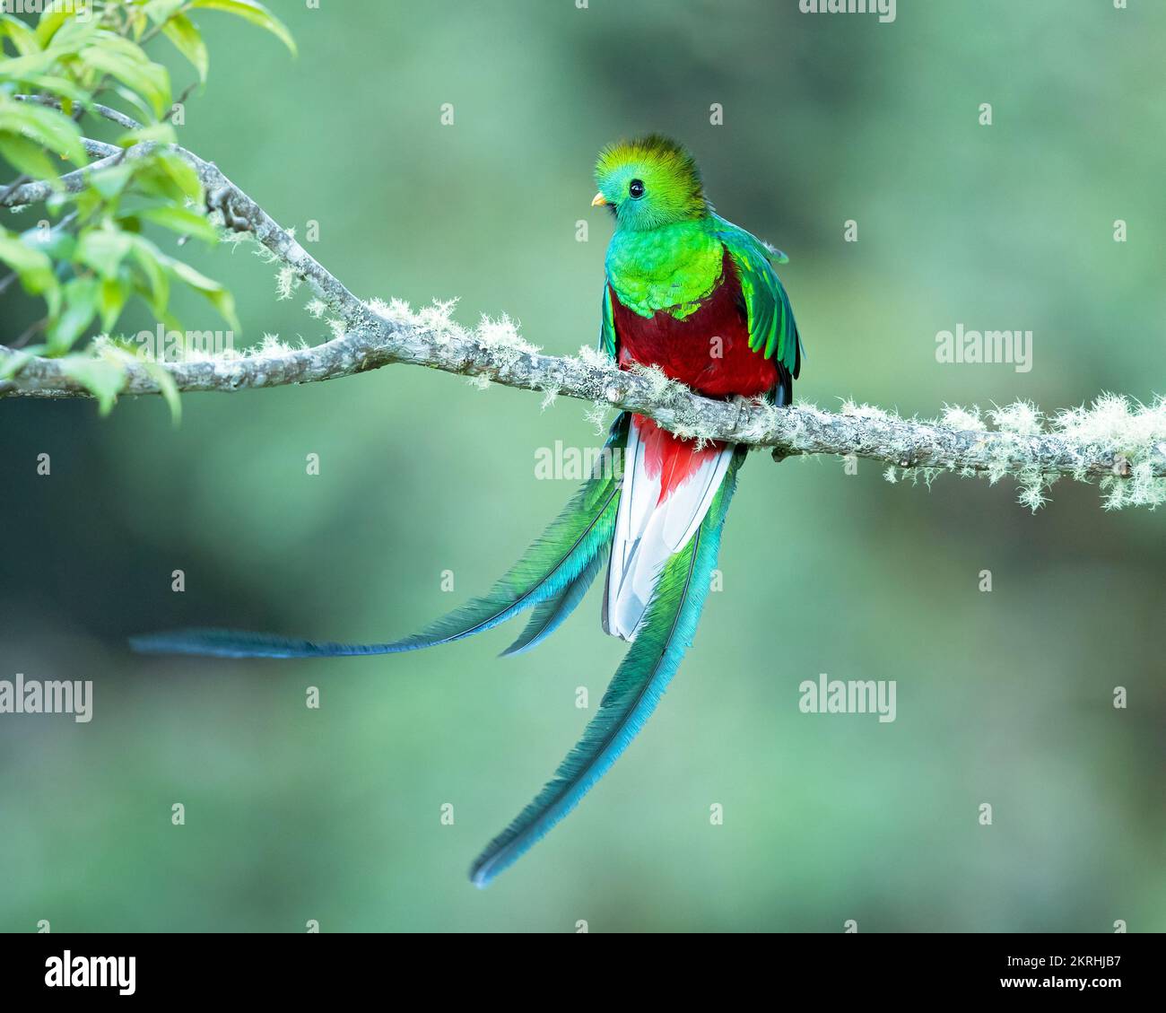 Stunnig bird hi-res stock photography and images - Alamy