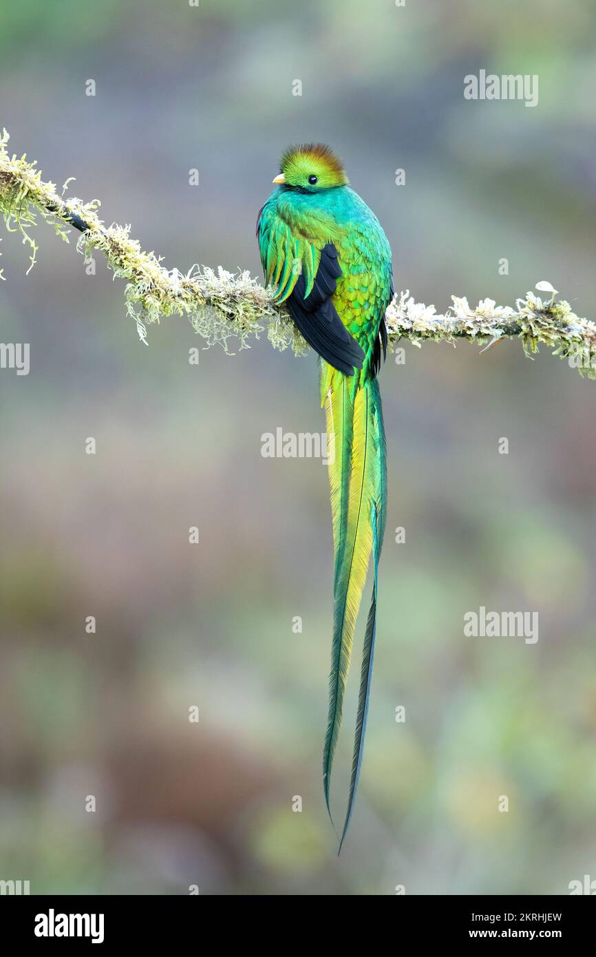 Stunnig bird hi-res stock photography and images - Alamy