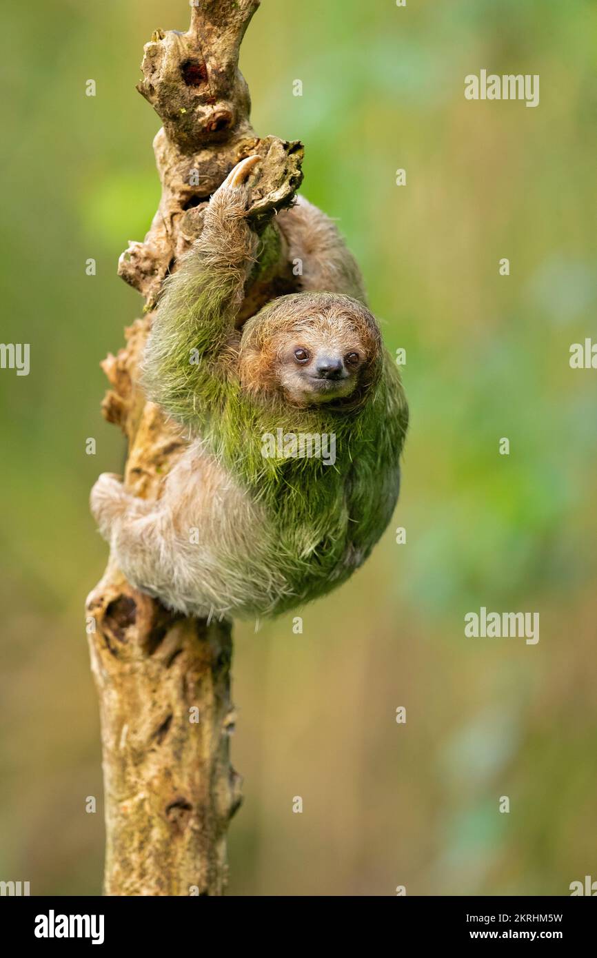 Sloths hi-res stock photography and images - Alamy