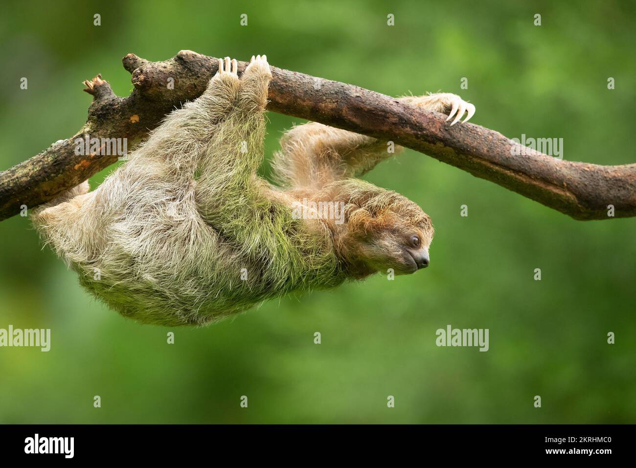 Sloth legs hi-res stock photography and images - Alamy