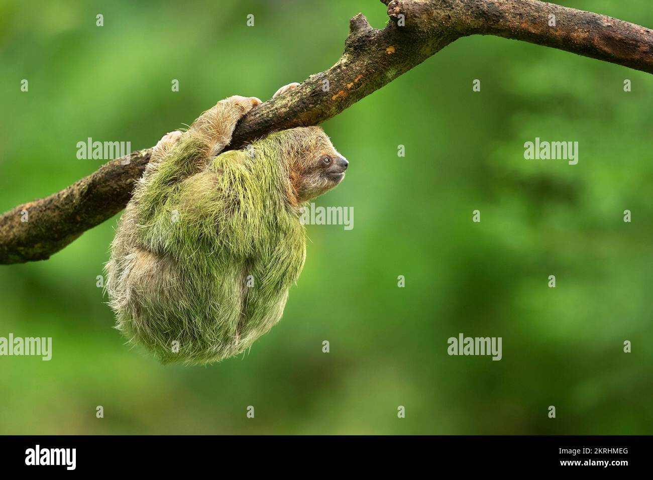 Sloth legs hi-res stock photography and images - Alamy
