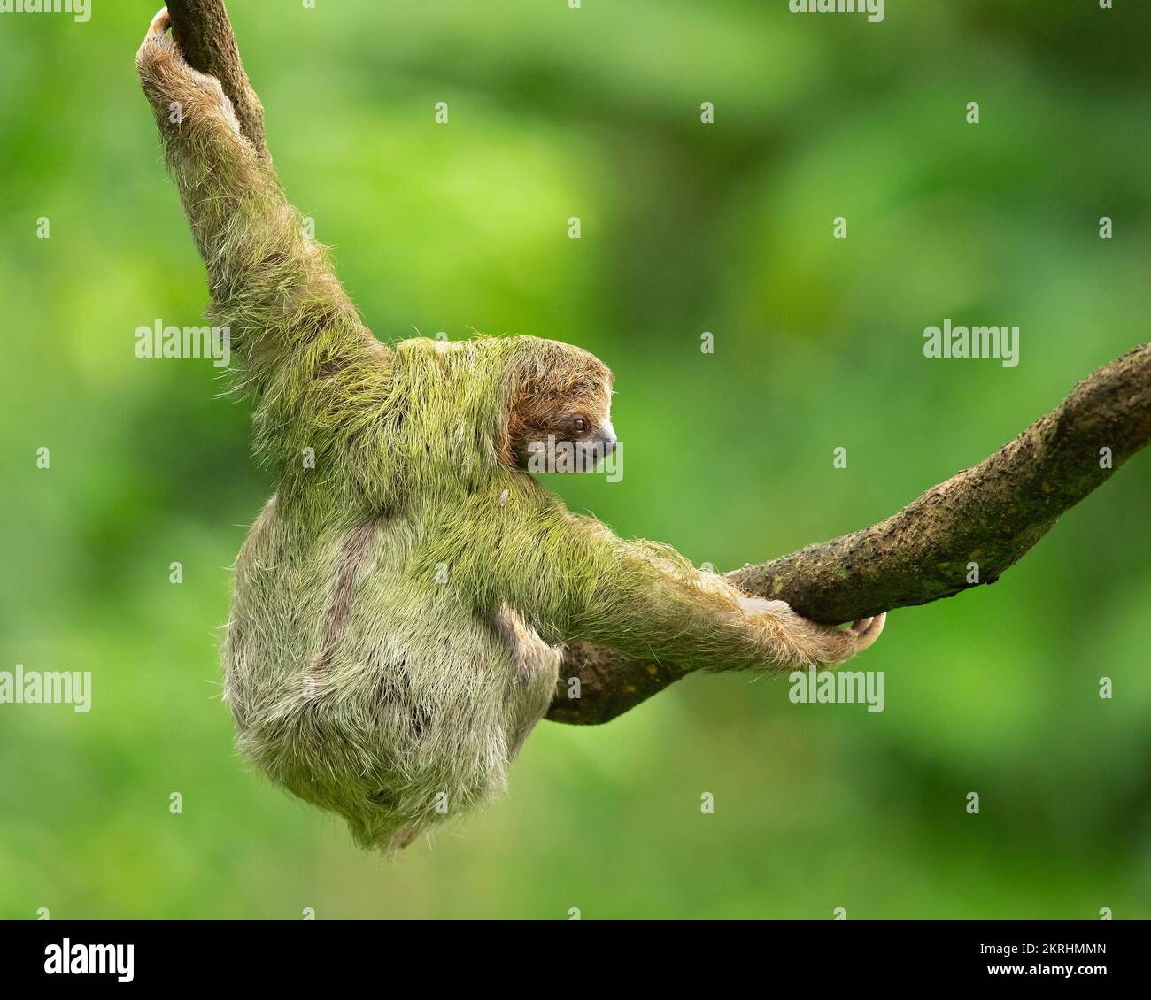 Brown throated three toed sloths hi-res stock photography and images ...