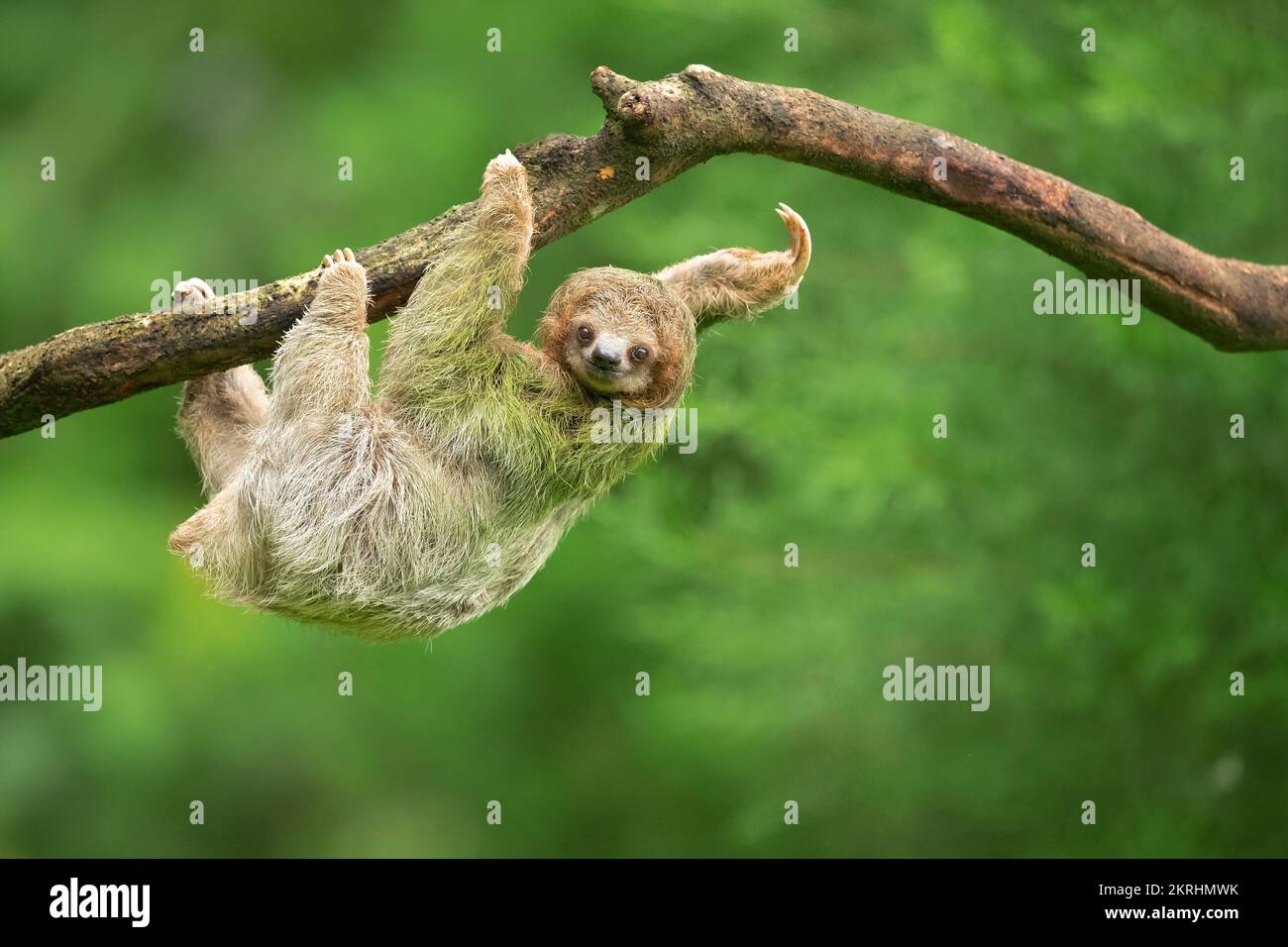 Sloth smiling in tree hi-res stock photography and images - Alamy