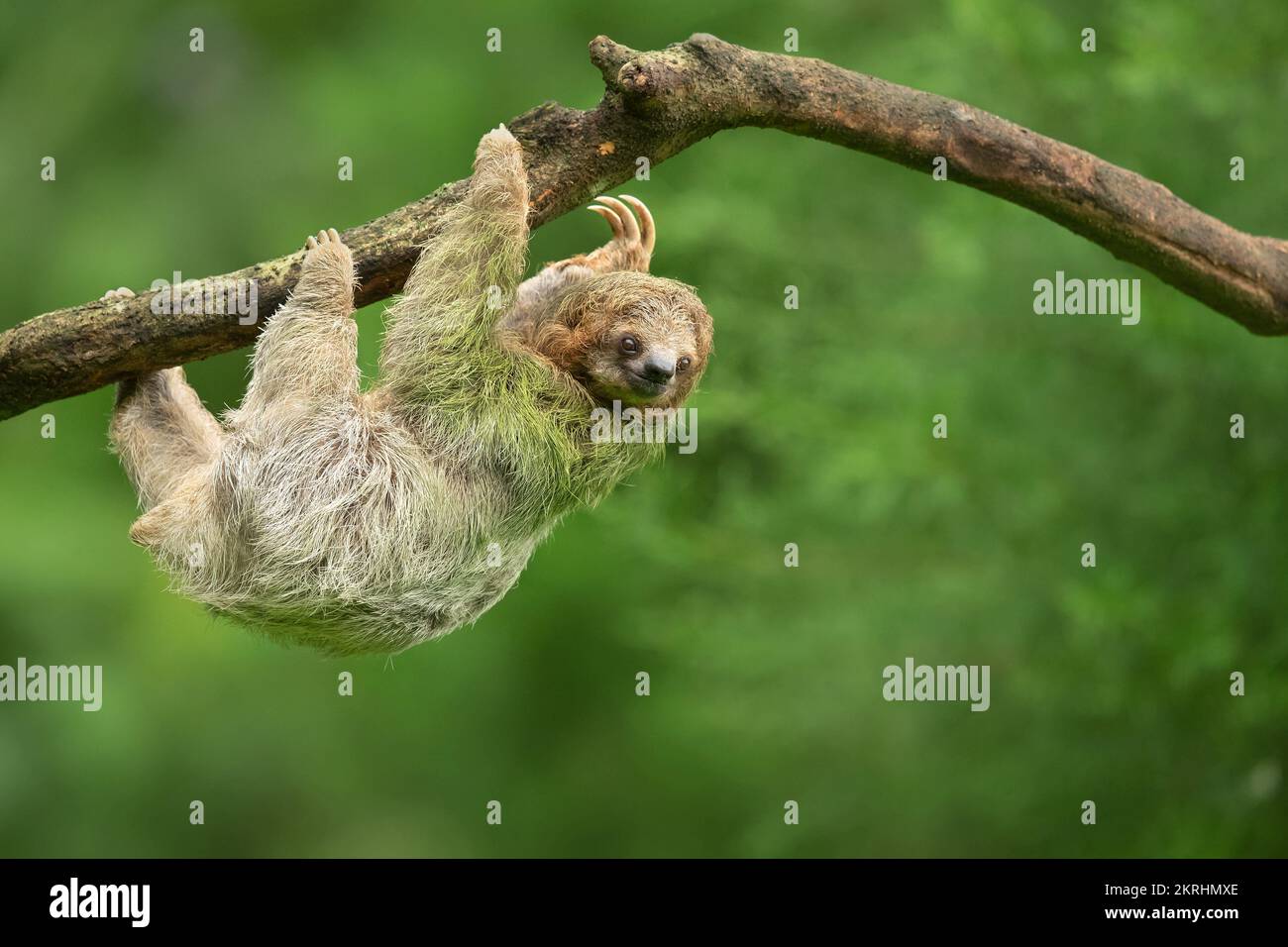 Brown throated three toed sloths hi-res stock photography and images ...