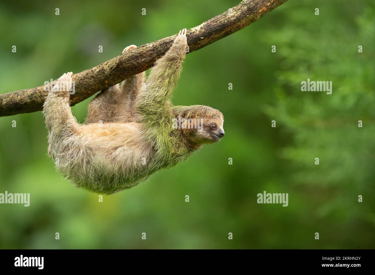Sloths hi-res stock photography and images - Alamy