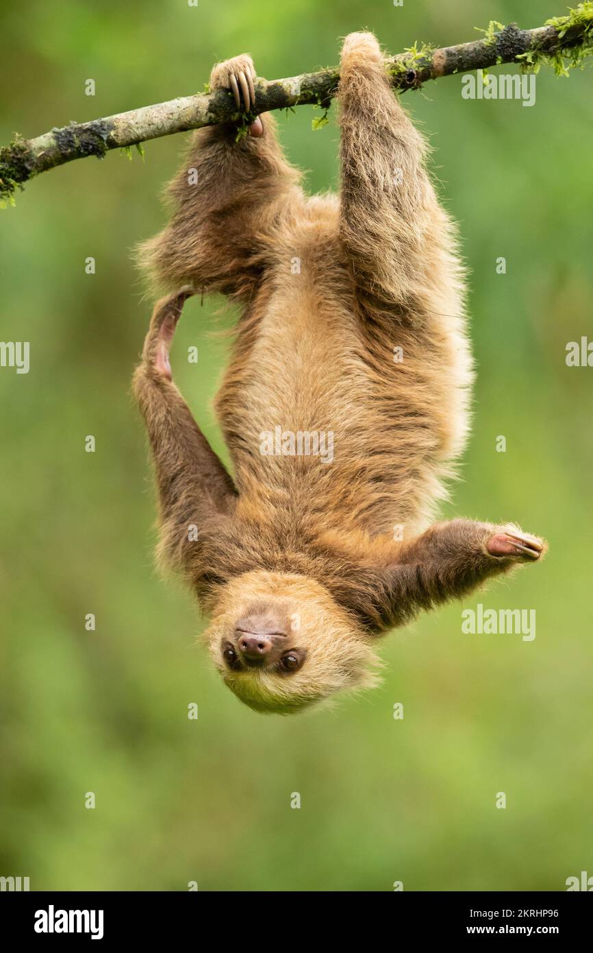 Hoffmann's two-toed sloth Stock Photo - Alamy