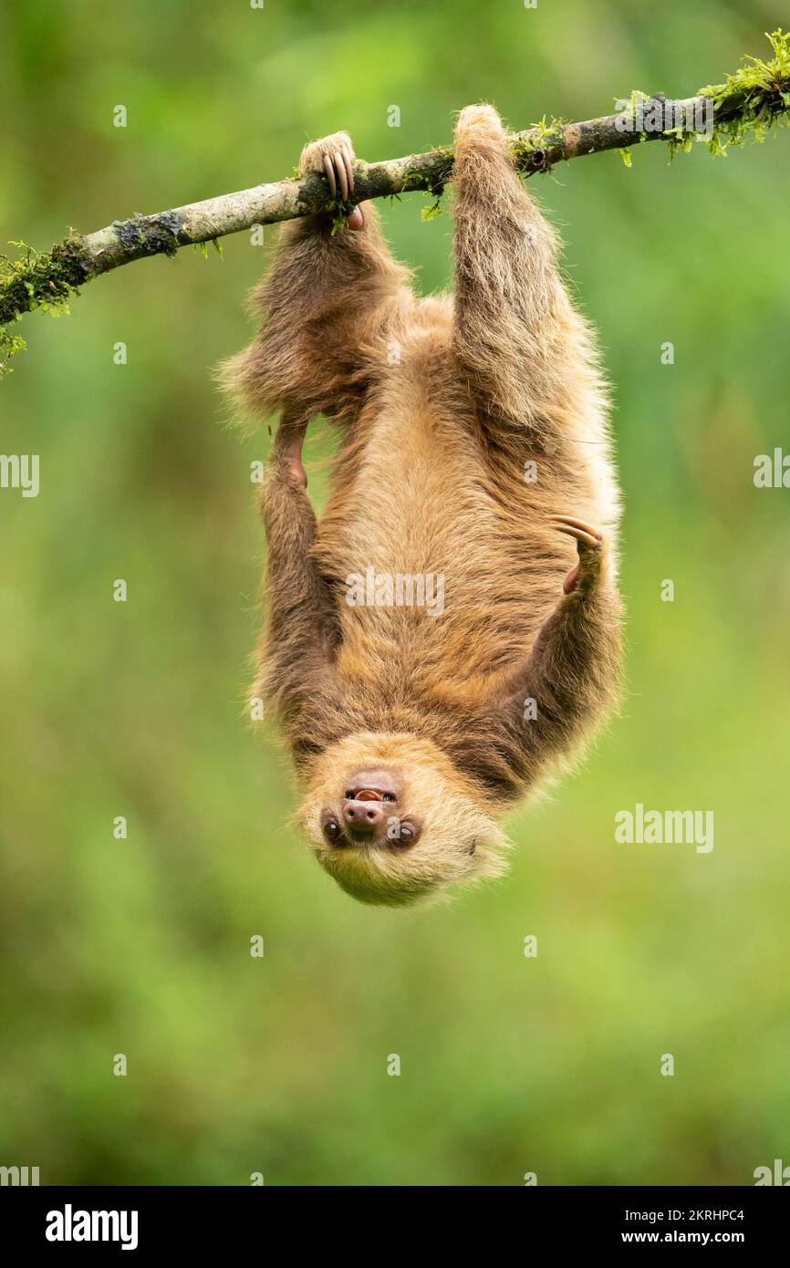 Two toed sloths hi-res stock photography and images - Alamy