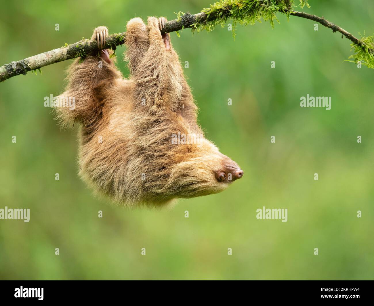 Hoffmann's two-toed sloth Stock Photo - Alamy
