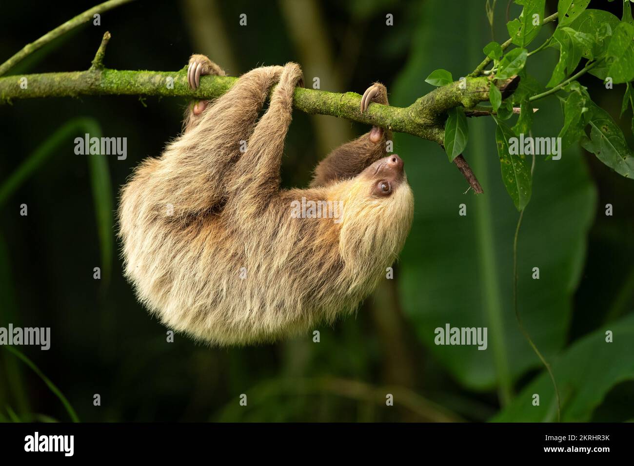 Hoffmann's two-toed sloth Stock Photo - Alamy