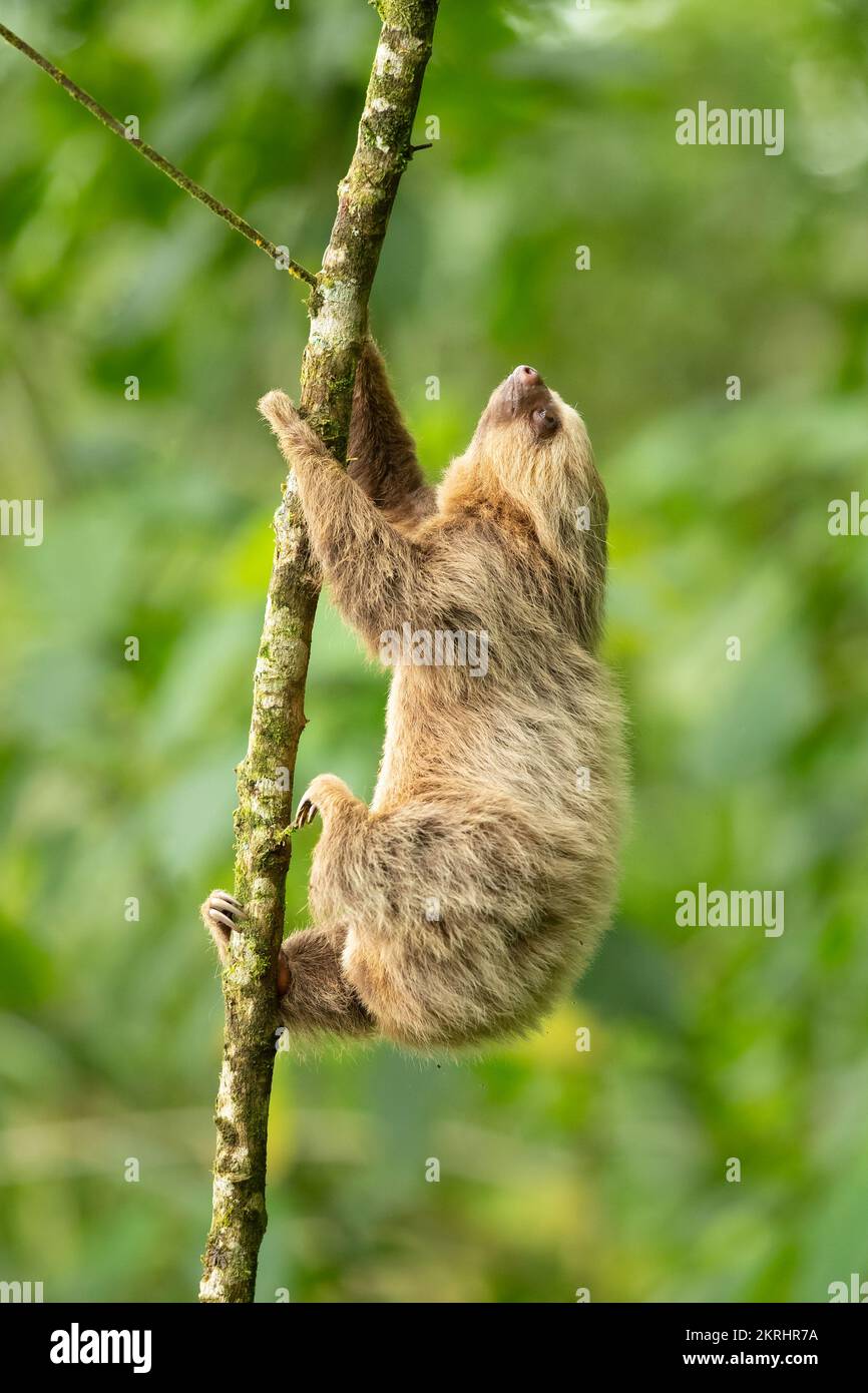 Hoffmann's two-toed sloth Stock Photo - Alamy